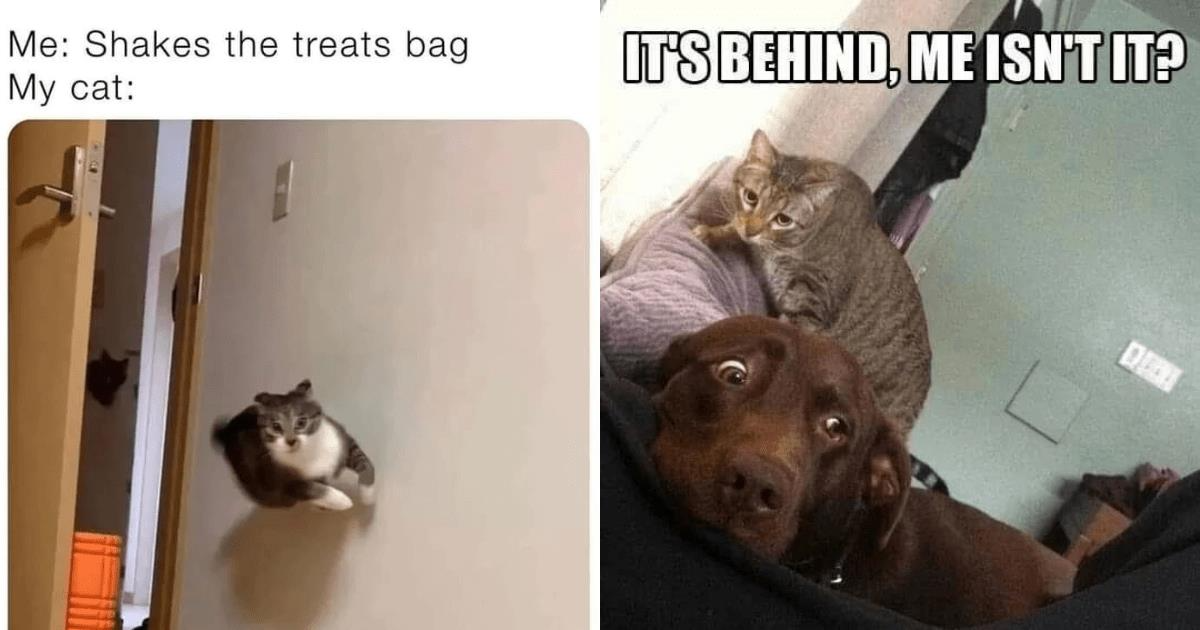 Spicy Hilarious Memes Of Indoor Cats Embracing Their Wild Nature 😹