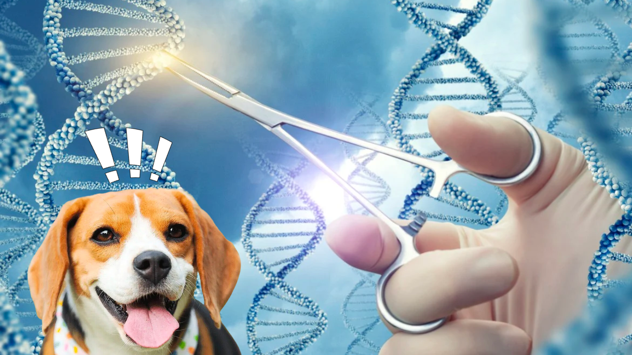 😮 Is a Beagle the Cure to Autism?!