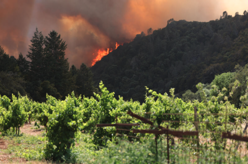 Winery owners and guests flee as Point Fire erupts in iconic Sonoma ...