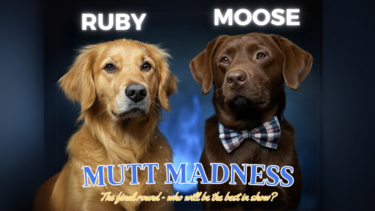 🍦Mutt Madness: The Final Round