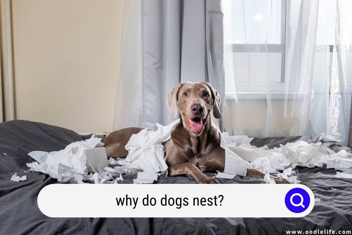 Why Do Dogs Nest? [Nesting Explained]