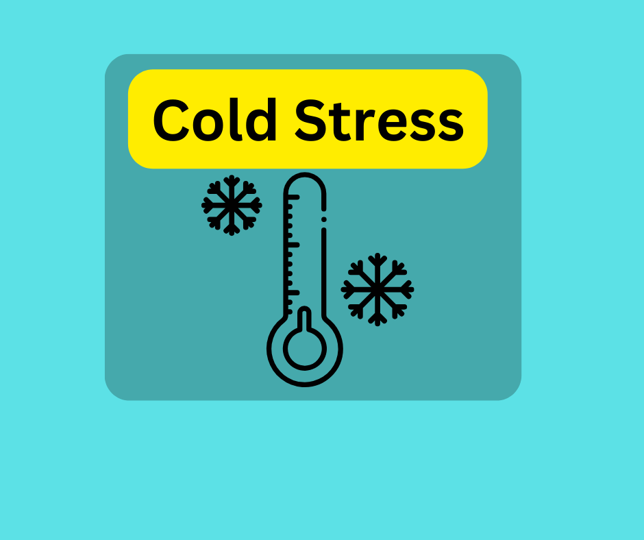 Chicken Cold Stress
