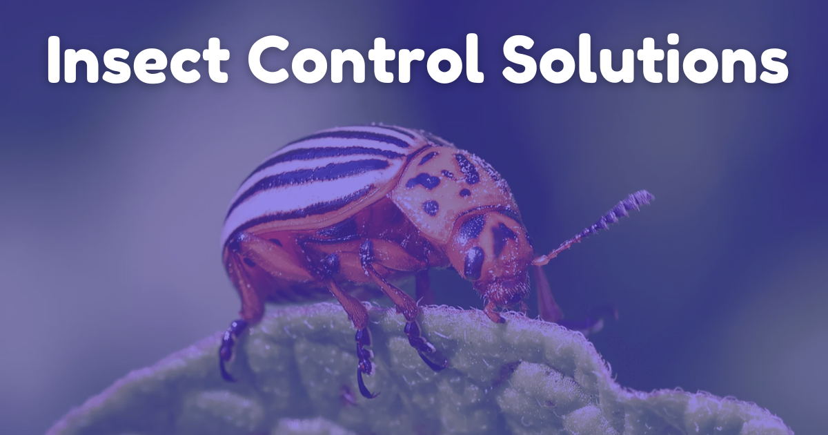 Best Insect Control Solutions for Agriculture: Your Ultimate Guide to ...