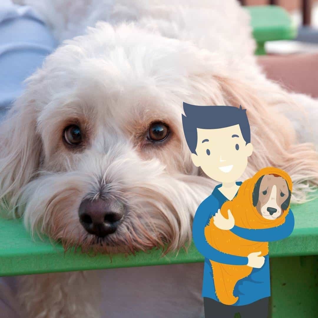 Best Cockapoo Rescues – Where To Adopt?