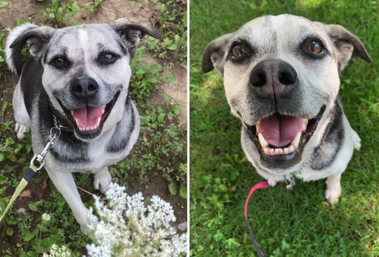 Waiting for Love: The Heartbreaking Story of Lightning, the Dog in a ...