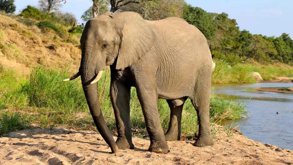 6 Facts You Didn't Know About Elephants