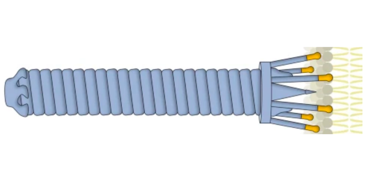 Hijacking bacterial syringes for drug delivery