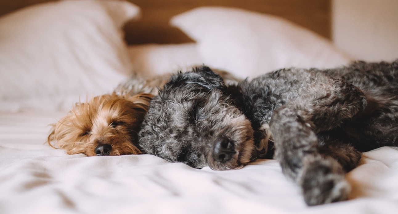 Do Dogs Have Nightmares? Signs Your Pup Isn’t Just Dreaming