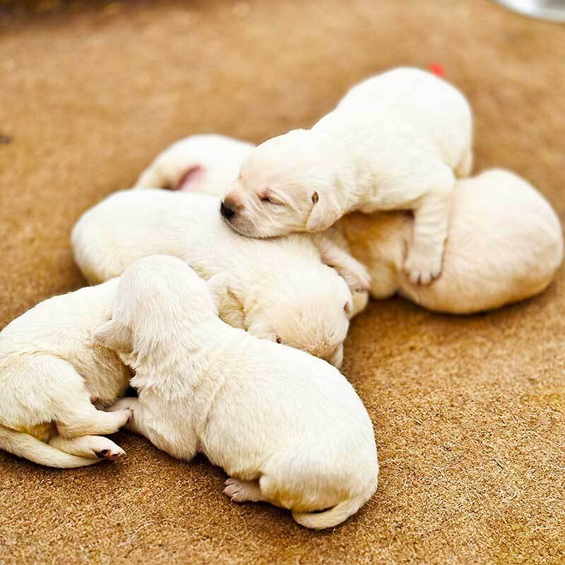 Yellow Labrador Retriever puppies for sale
