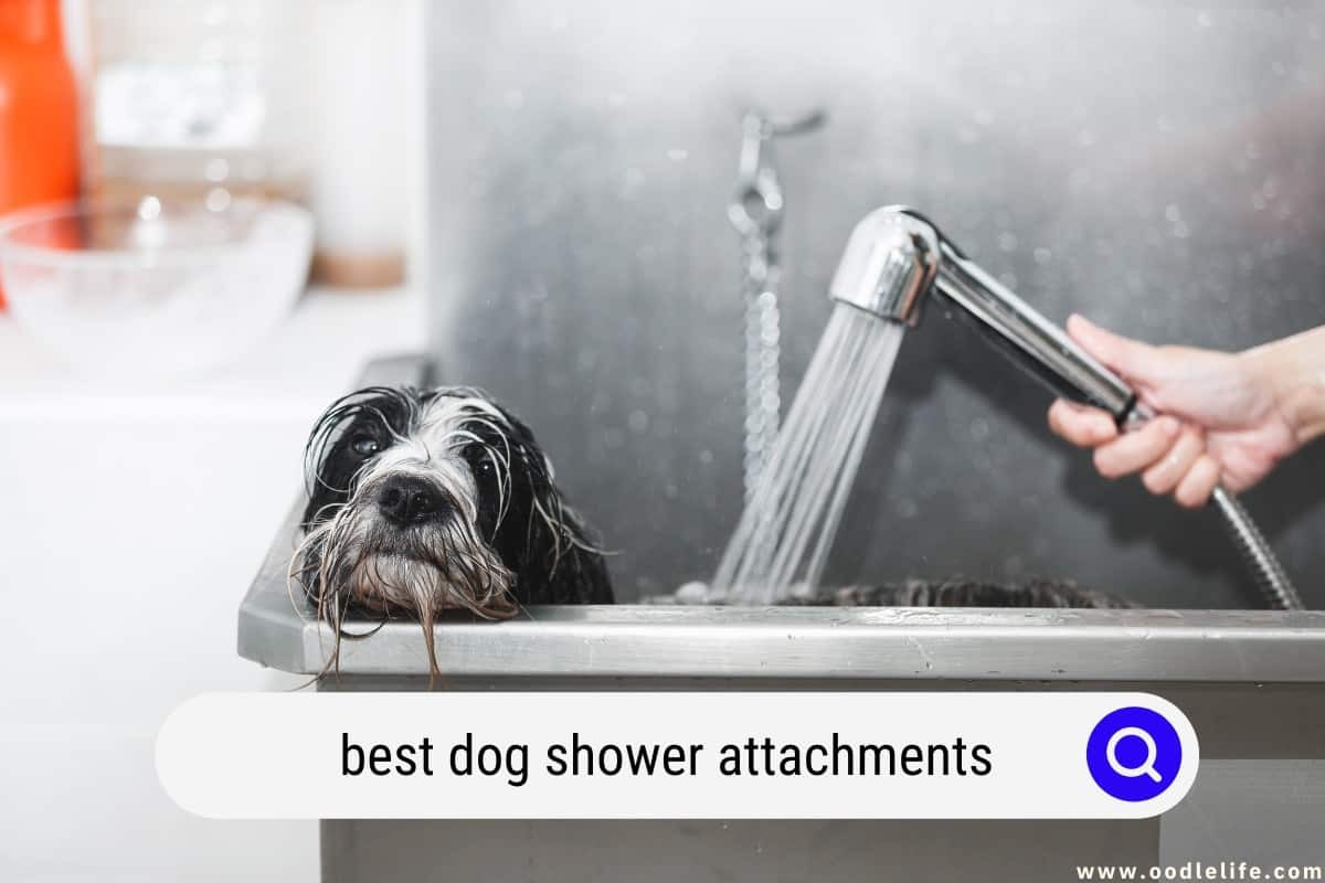 Best Dog Shower Attachments (2024)