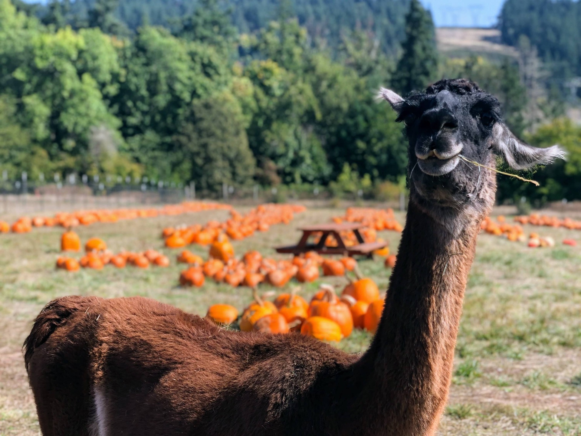 The 2025 Guide To the Portland Region’s Best Pumpkin Patches & Corn Mazes