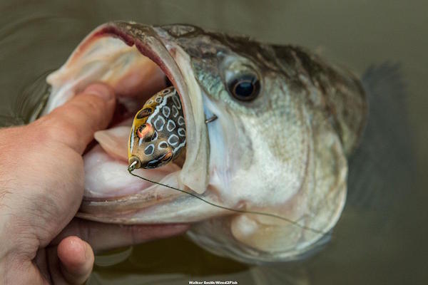 Booyah Pad Crasher Frog Review by Walker Smith