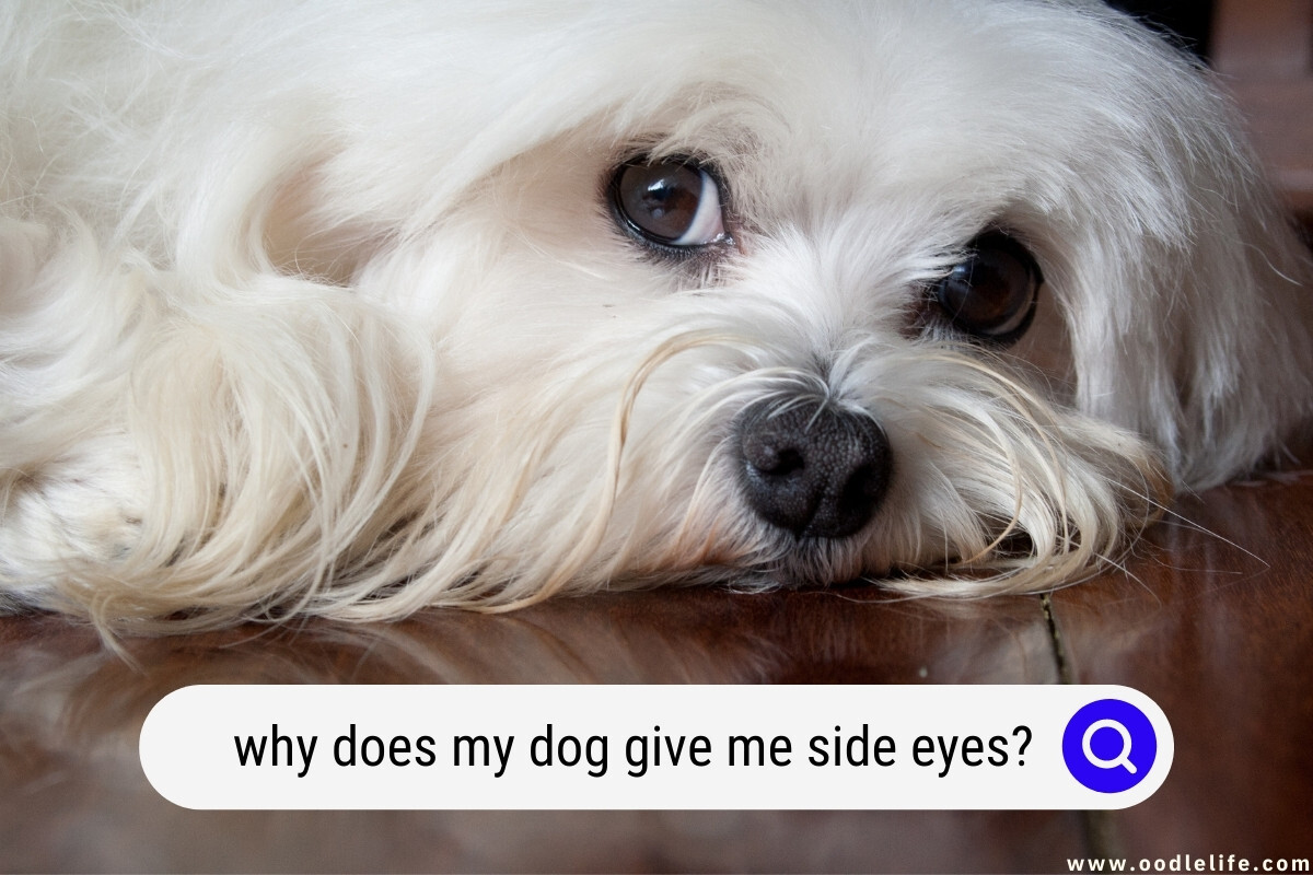 Dog Side Eye Explained (Why Does My Dog Give Me Side Eyes?)
