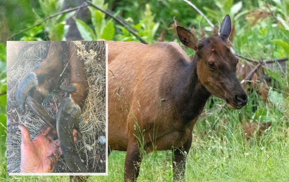 “Anyone Ever Seen This?” Colorado Hunter Asks After Shooting Elk with ...