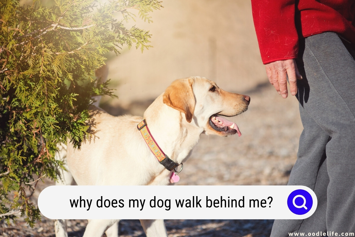 Why Does My Dog Walk Behind Me? (Meaning Explained)