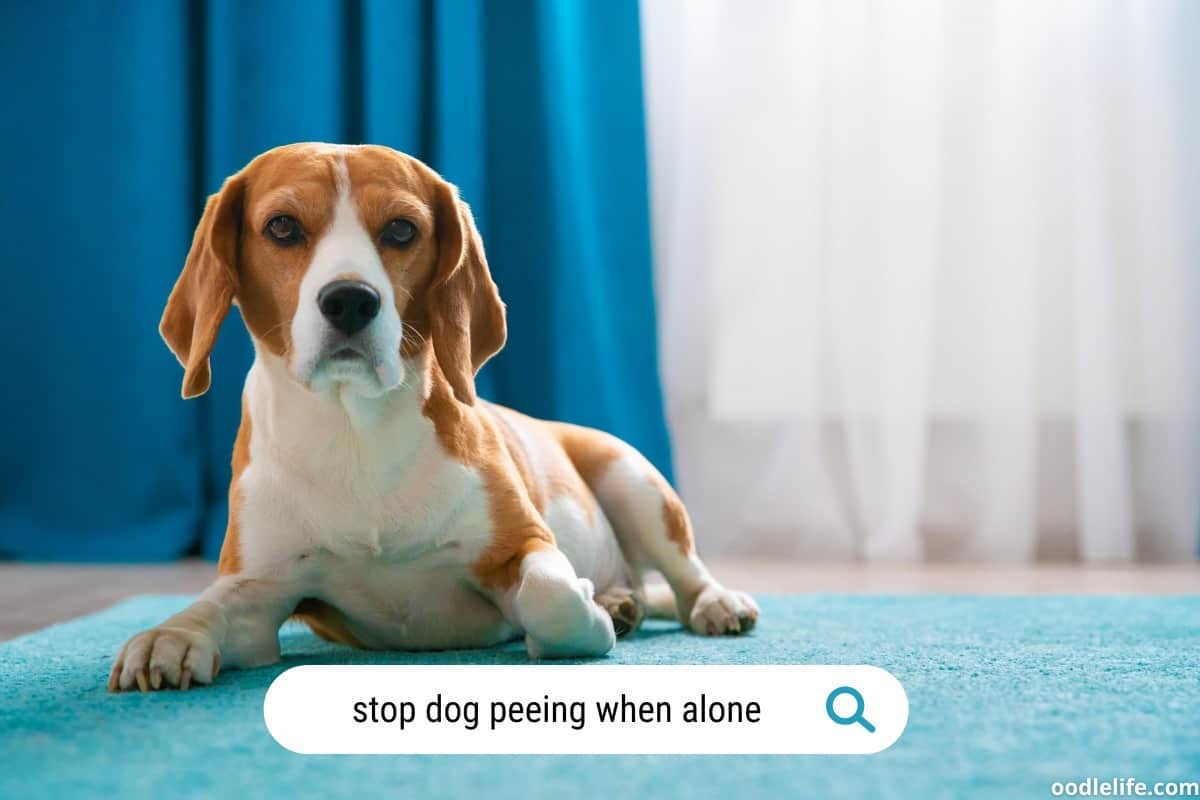 How to Stop Dog Peeing in House When Alone: Expert Tips for a Clean Home