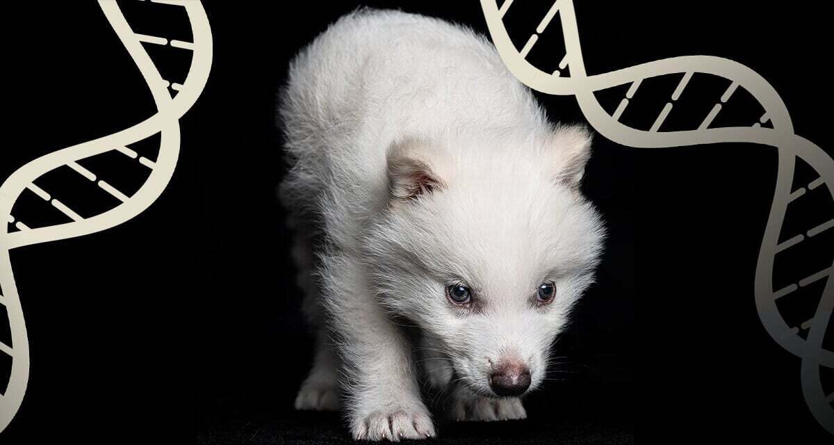 Colossal Biosciences Raises the Dire Wolf From Extinction