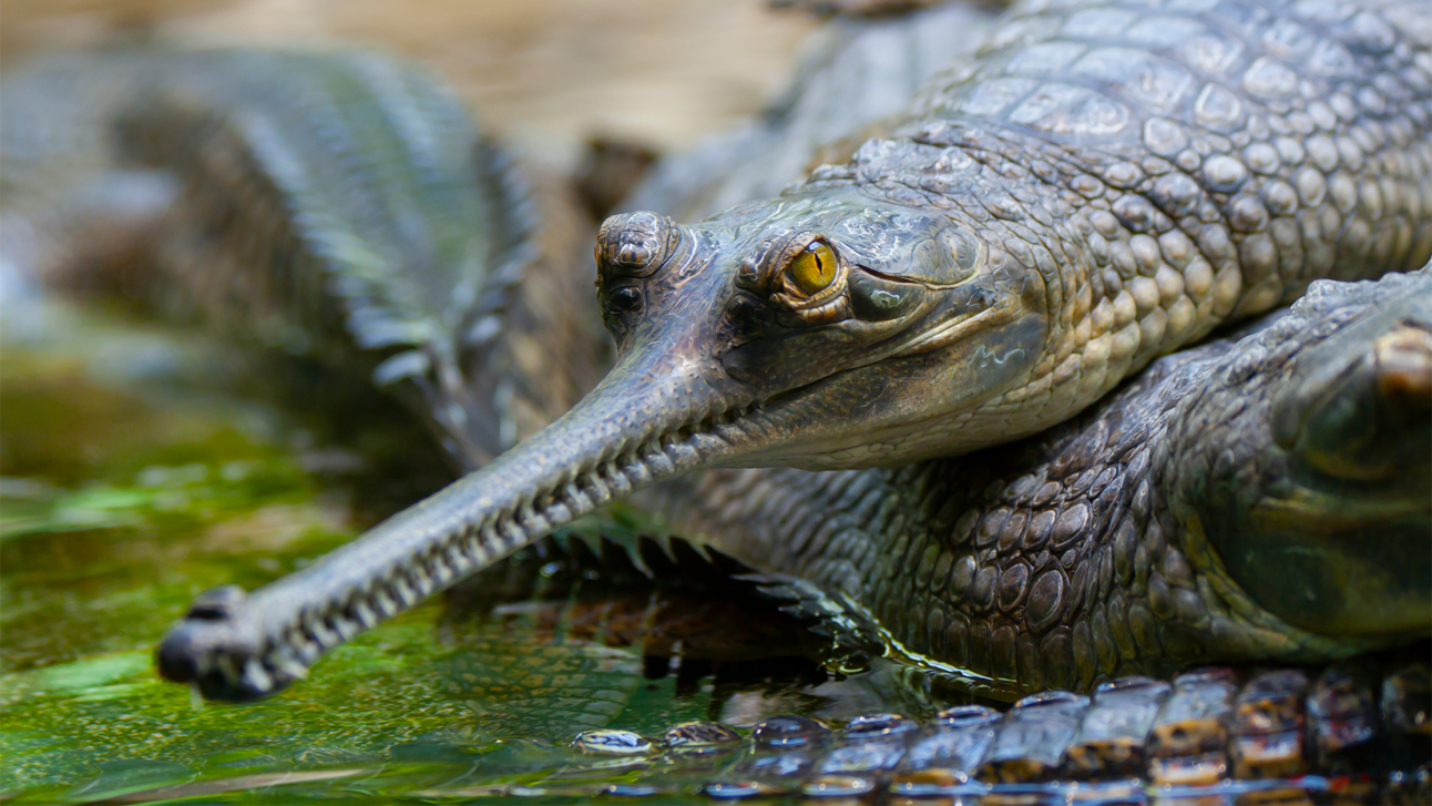 Zoo Hatches Endangered Crocodiles