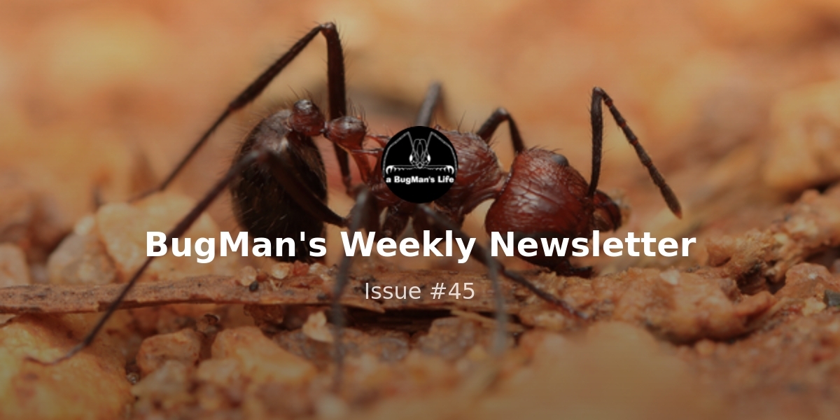 A Closer Look – Issue #45