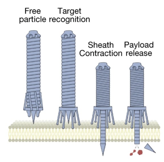 Making bacterial syringes