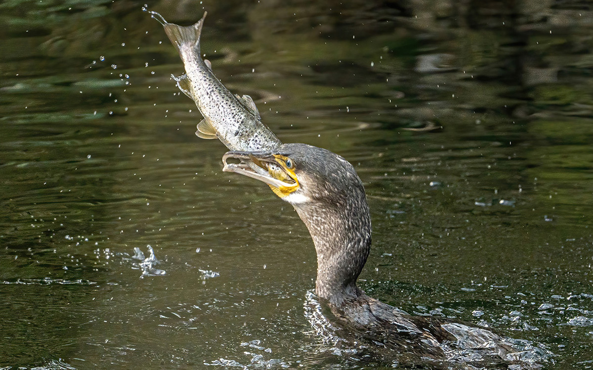 In Bird Photography Which Exposure Mode Should You Be Using?