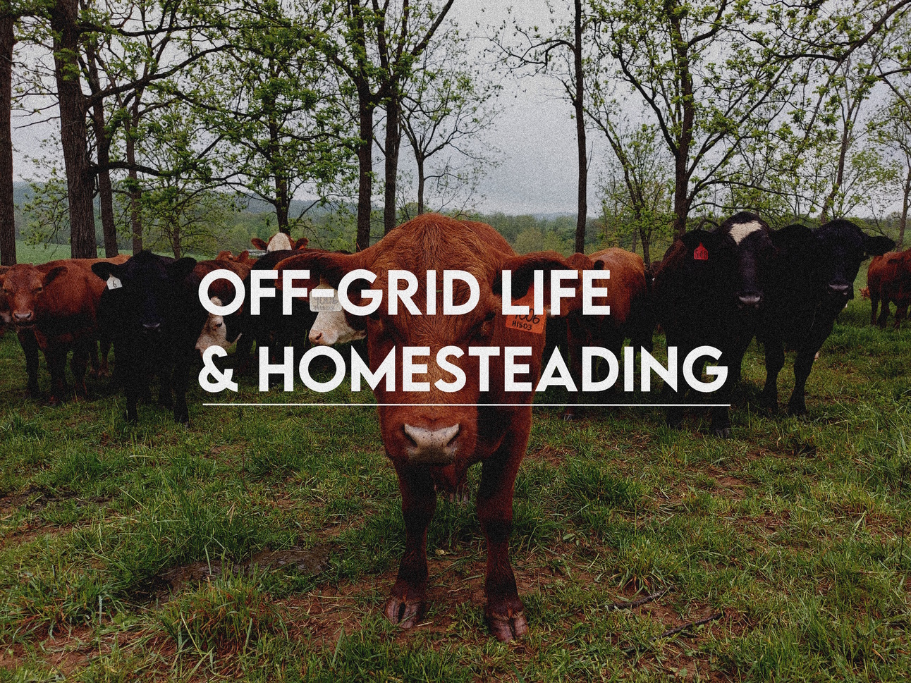 Off-Grid Life & Homesteading