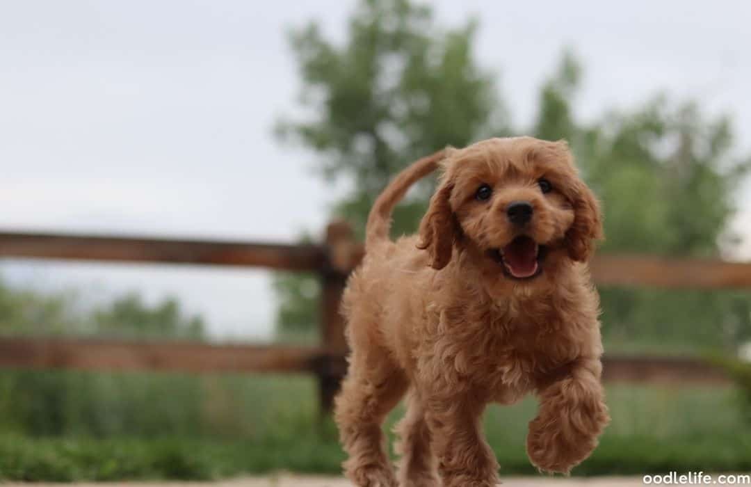 When Do Cavapoos Shed Their Puppy Coat?