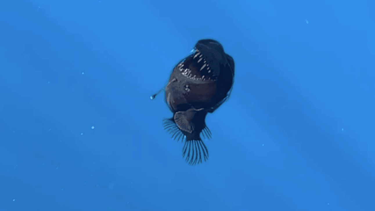 💡🐟 Why Is This Anglerfish So Viral?
