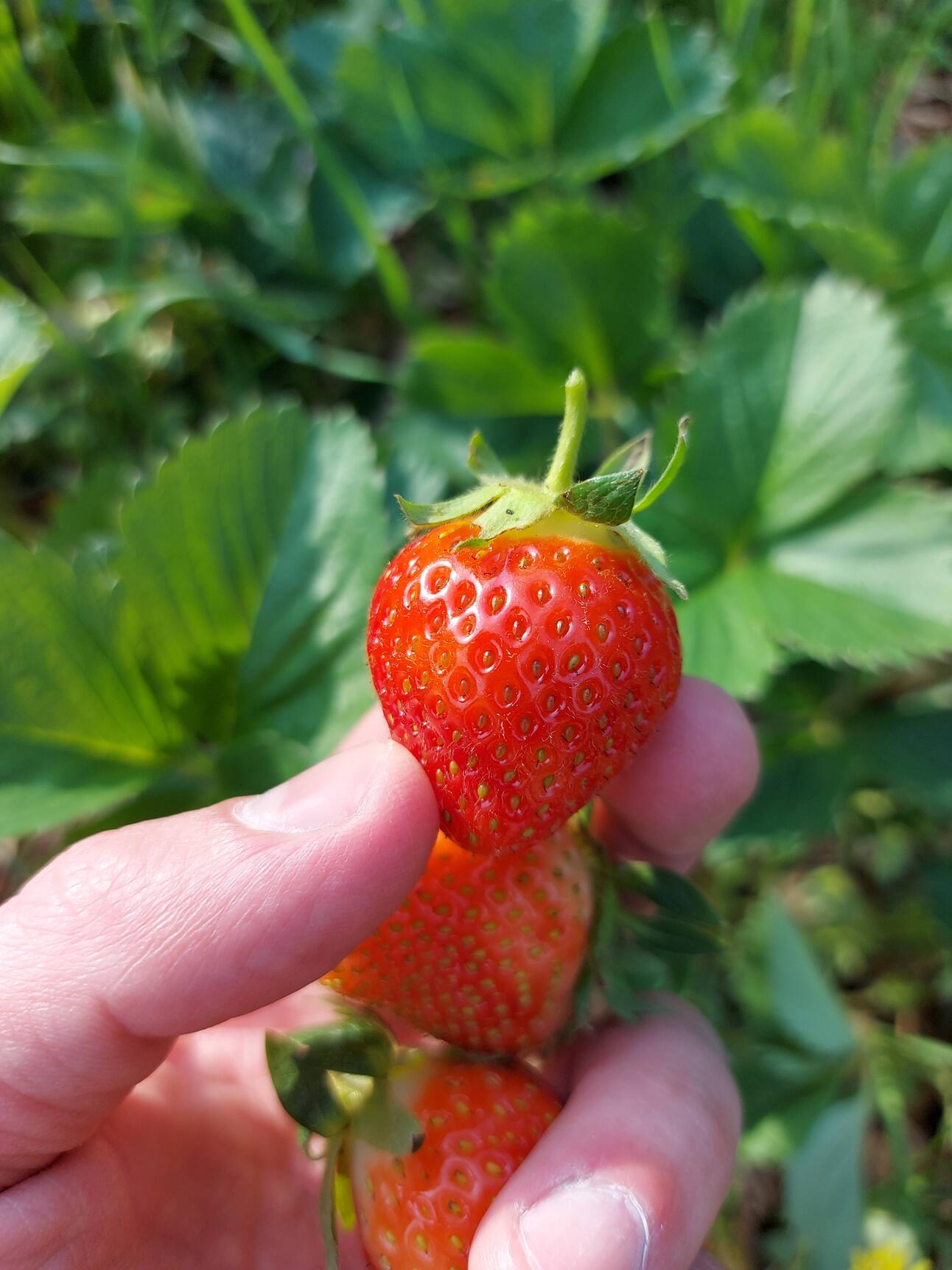 Strawberry