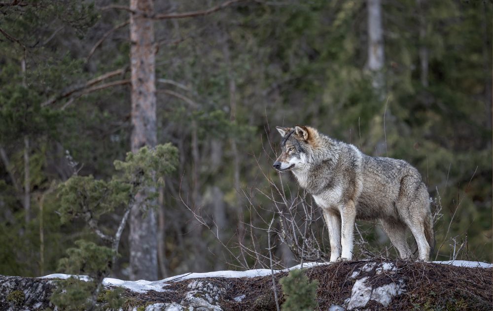 Ranchers Hurl $580K Worth of Compensation Claims at Colorado Parks and ...