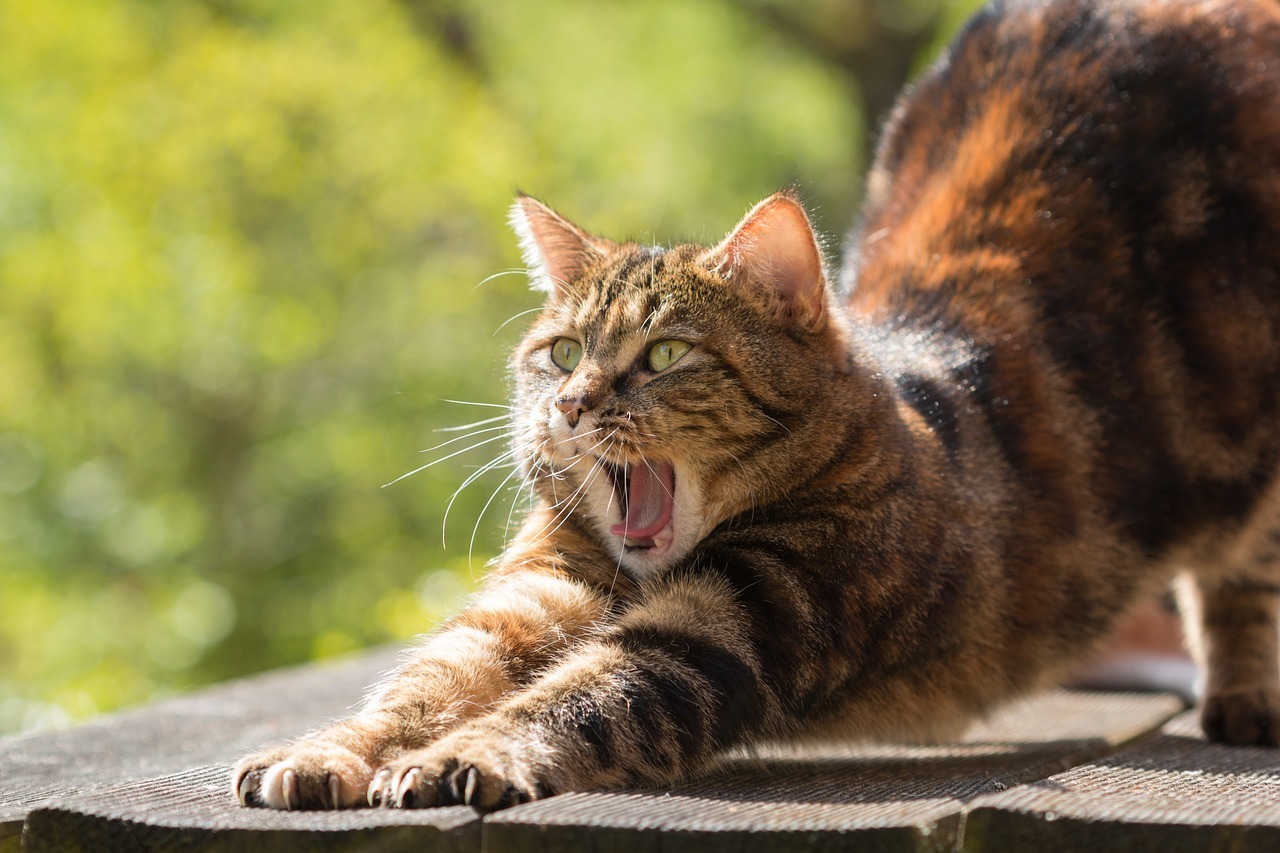 What Is Catnip And Why Do Cats React To It?