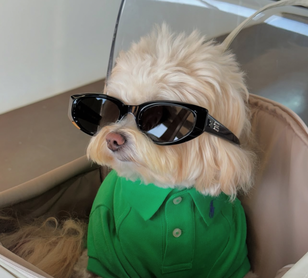 🐶 ️🐶 Why are dogs afraid of the mailman?🐶 ️🐶