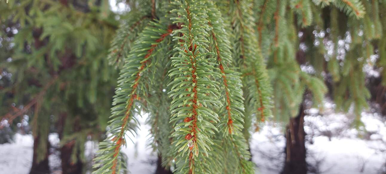 Conifer Trees
