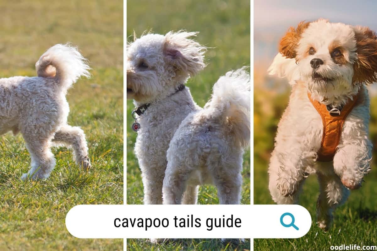 Cavapoo Tails – What They Look Like, Tail Docking, Injuries, and Tail ...