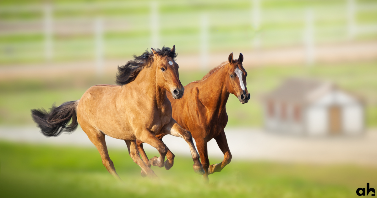 An Essential Guide To Horse Gaits: All You Need To Know