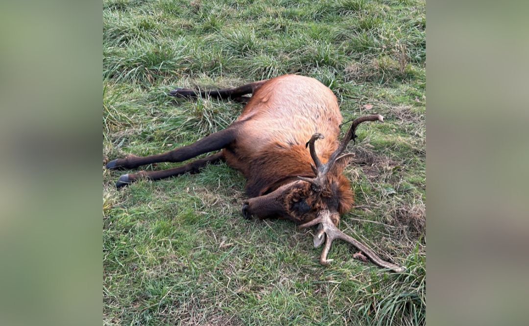$15,000 Reward Offered in Brazen Poaching of Bull Elk at Missouri's ...