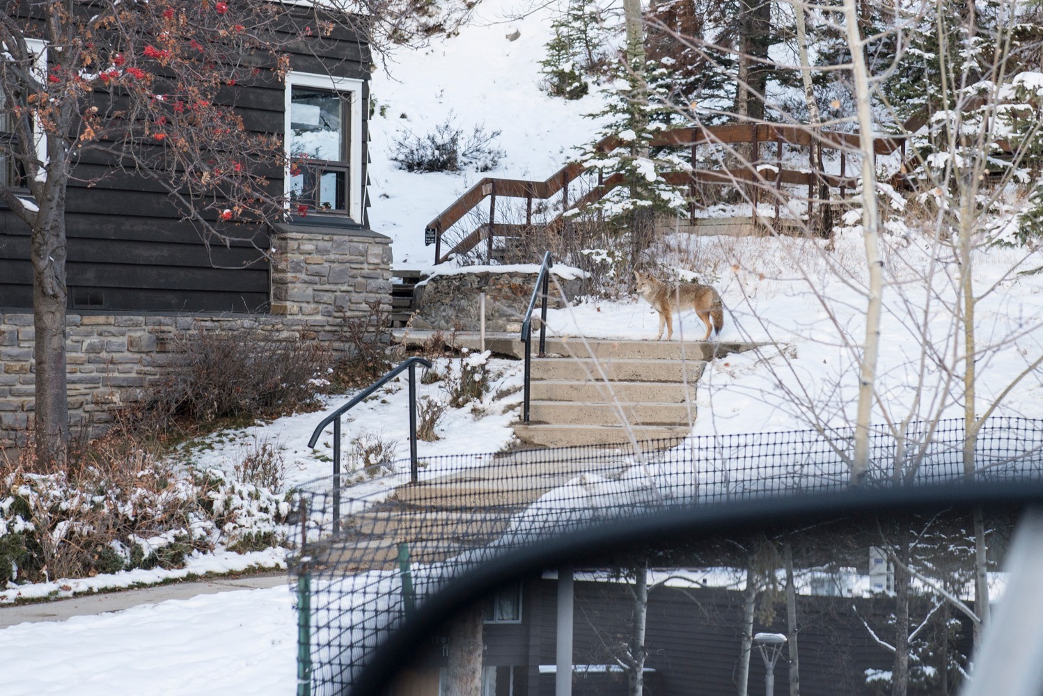 Coyote Mating Season Begins in Banff and Canmore, Officials Urge ...