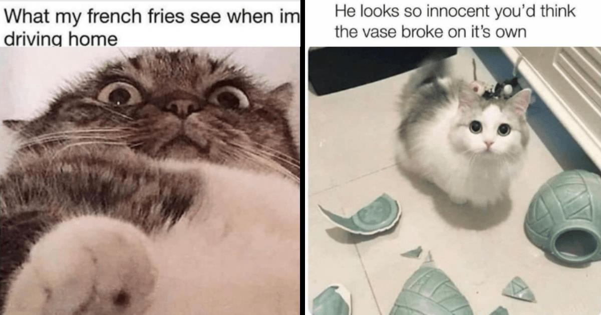 Pawsitively Hiss-terical Cat Memes That Have Us Laughing Out Loud 😹