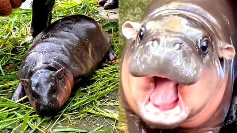 🍵 Internet sensation Moo Deng in danger?