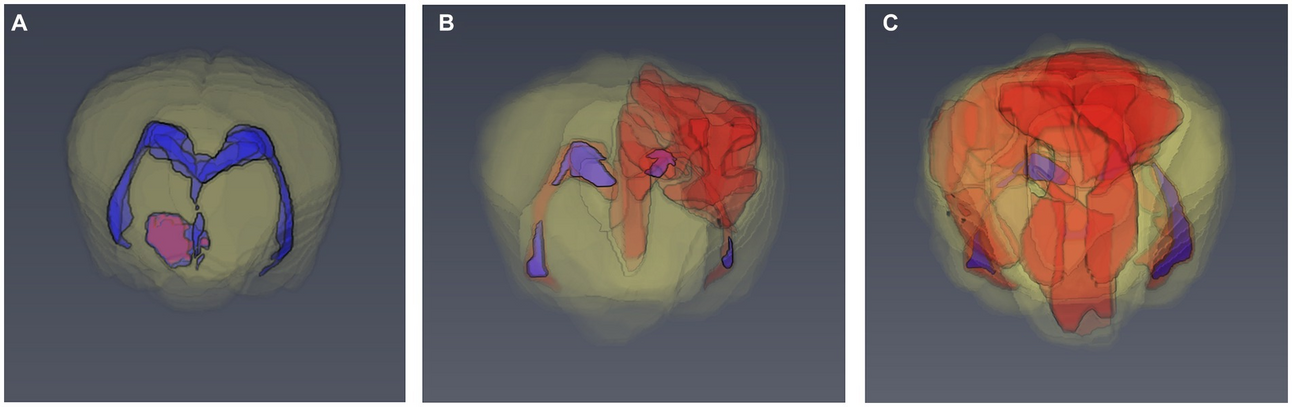 Prognosis associated with MRI findings of MUE in dogs