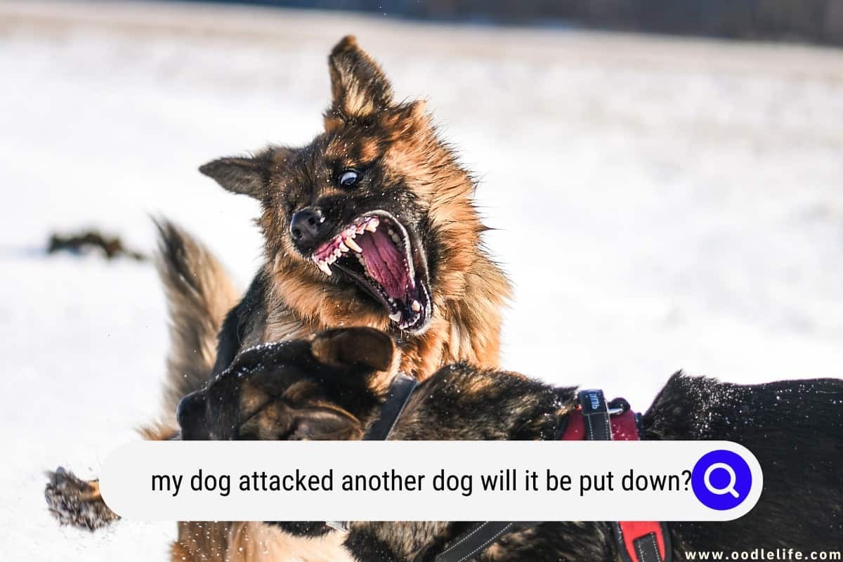 My Dog Attacked Another Dog Will It Be Put Down?