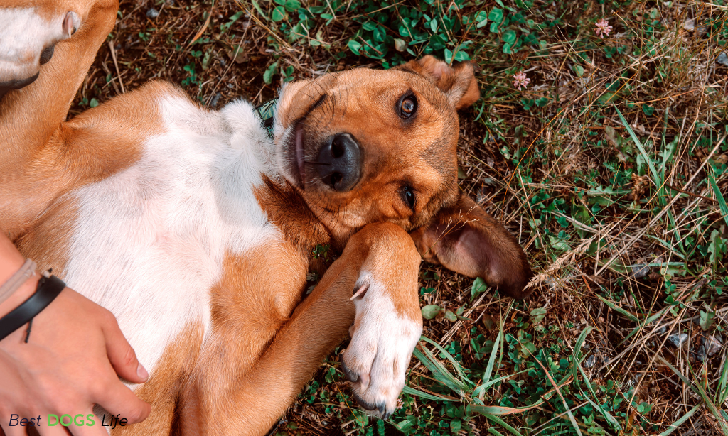 🥰How to know if your dog trusts you