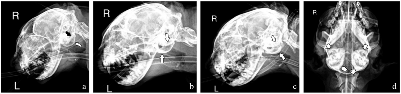 Otitis media and VBO in hoarded cats