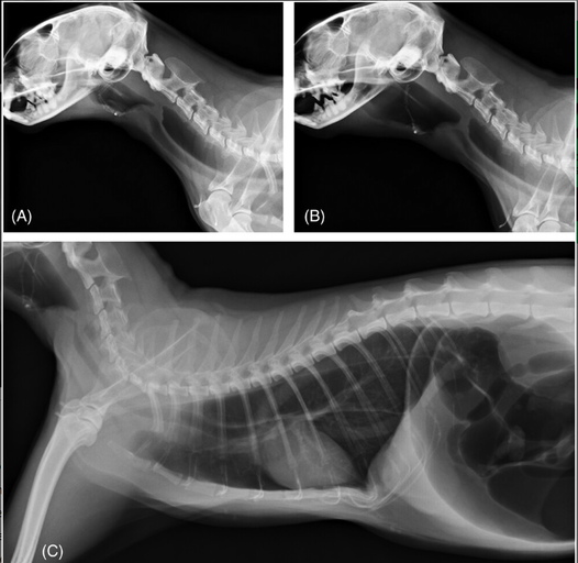 Feline laryngeal mass-could be inflammatory....