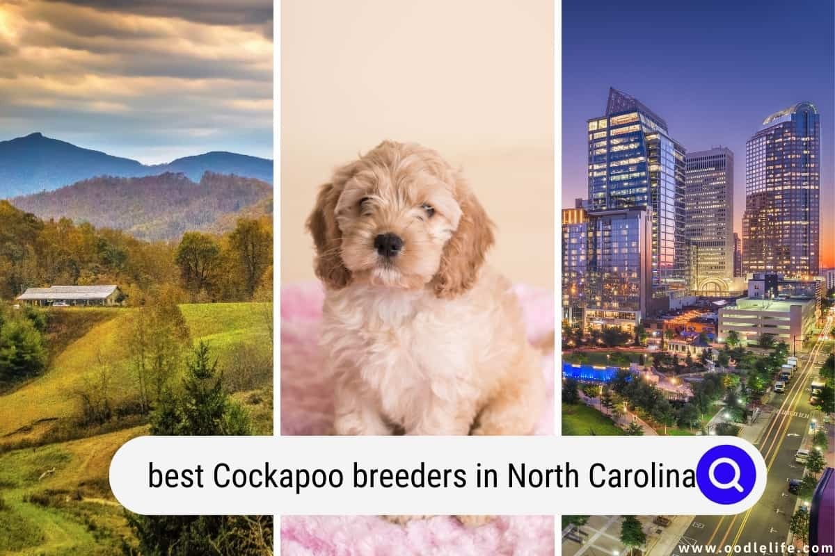 Best Cockapoo Breeders in North Carolina (2024 Update)