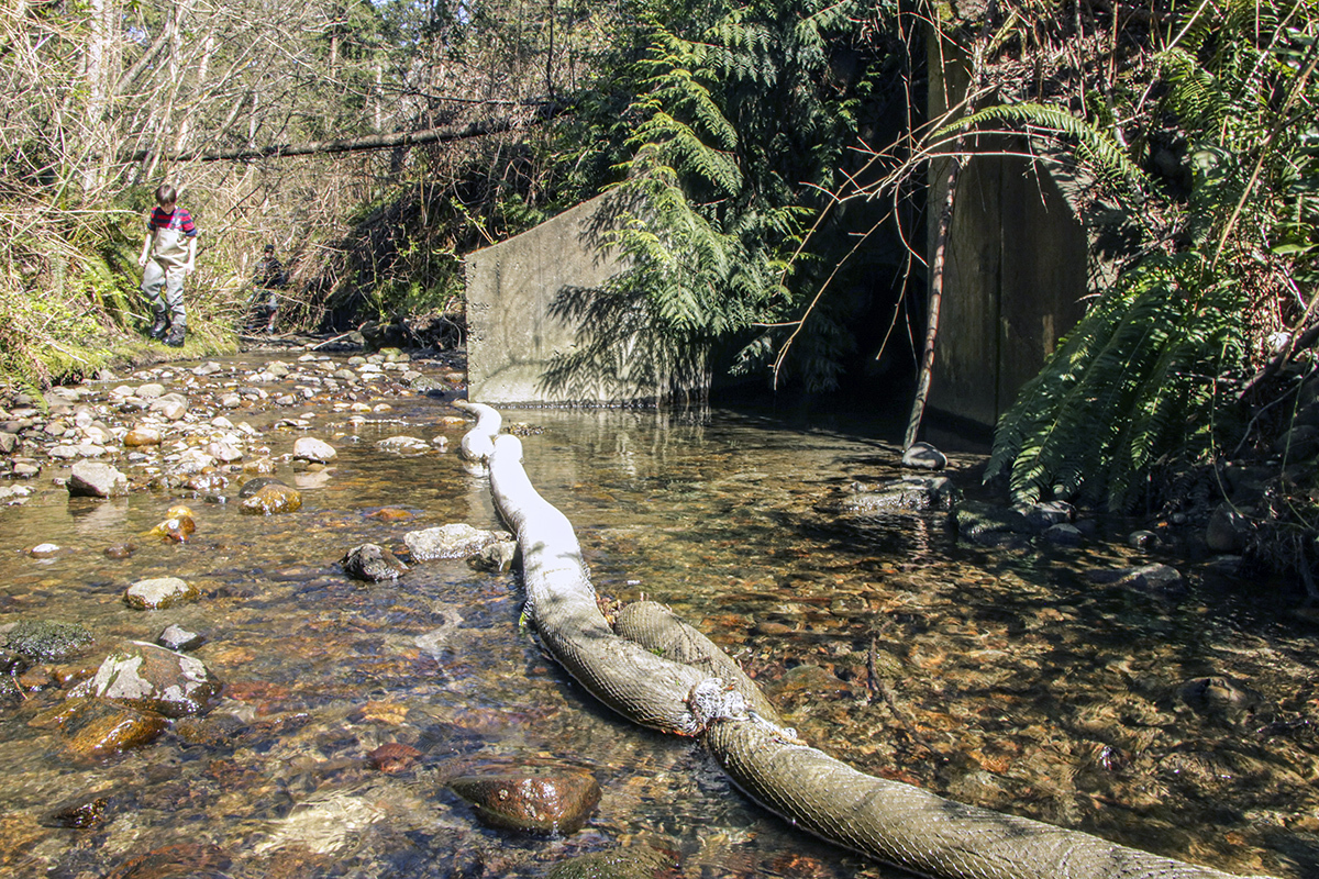 Stoney Creek may take over a year to recover from fish kill