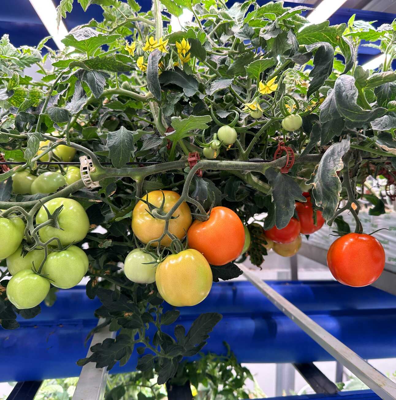 The Importance Of Balancing Technology, Plant Science & Local Constraints