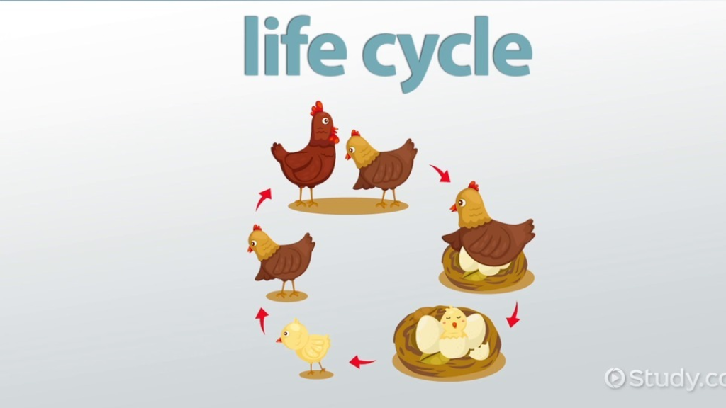 Navigating the Program Life Cycle: From Vision to Reality