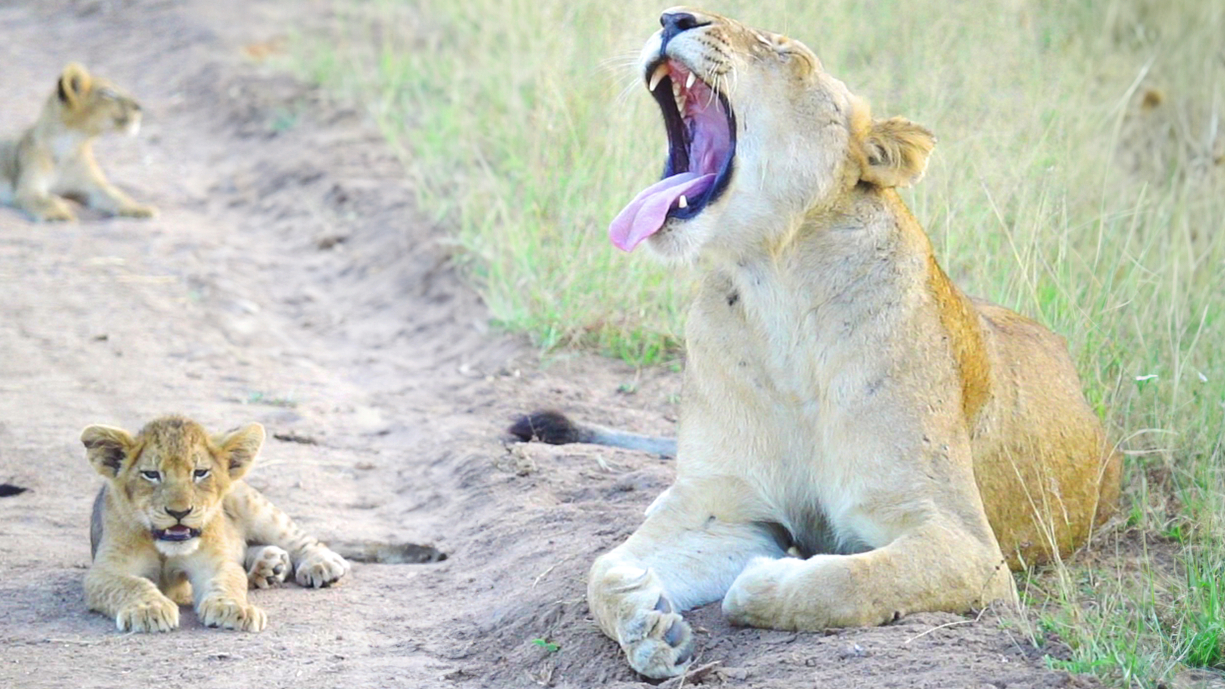 Exhausted Lion Family Collapses To Rest On Road