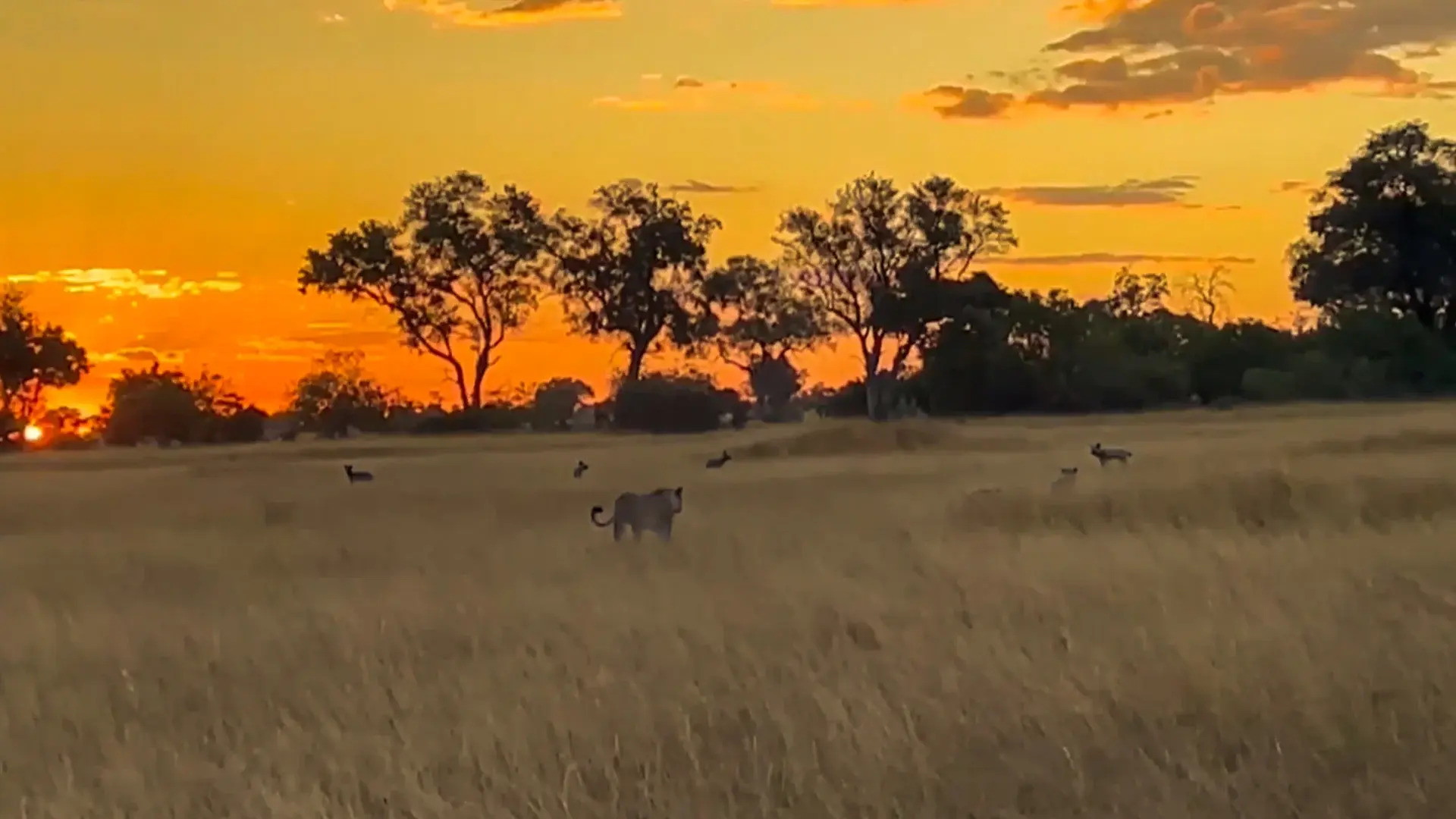 Pride of Lions Forces Wild Dogs to Retreat After Stand-Off